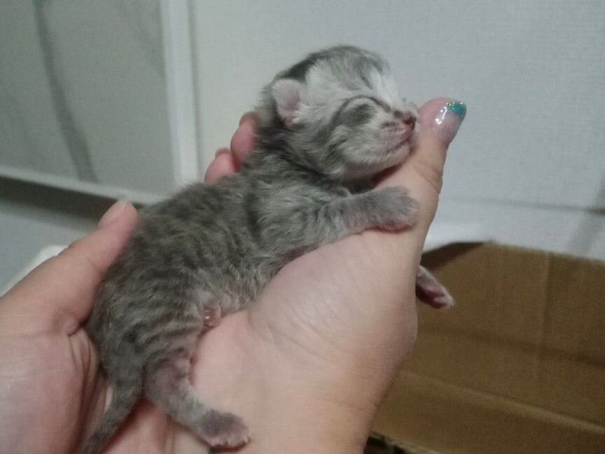 Чистокровные шотландские котята