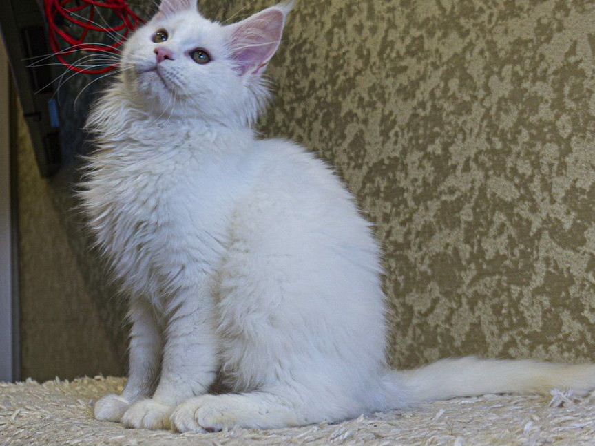 Белоснежный Мейн-кун