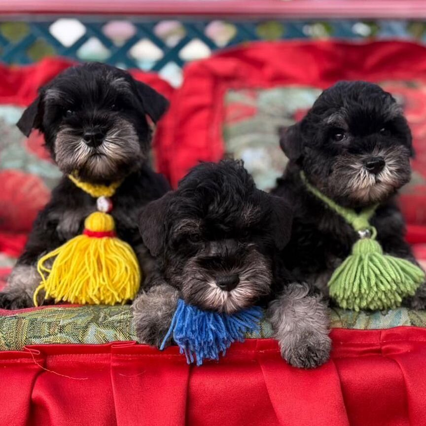 Цвергшнауцер, щенок