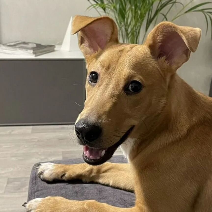 Отдам бесплатно собачку в добрые руки