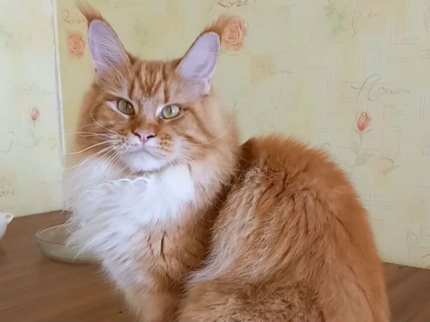 Мейн-кун кошечка
