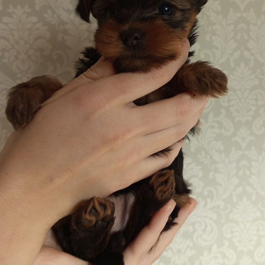 Йоркширский терьер девочка