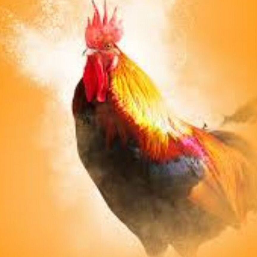 Домашняя птица куры