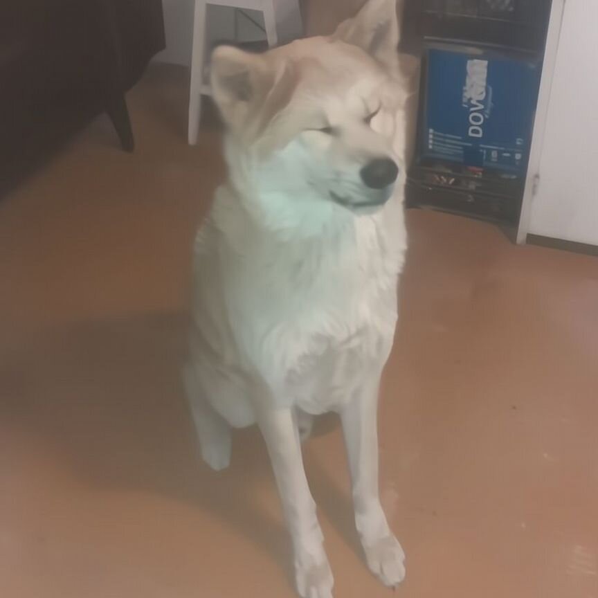 Акита-ину, щенок