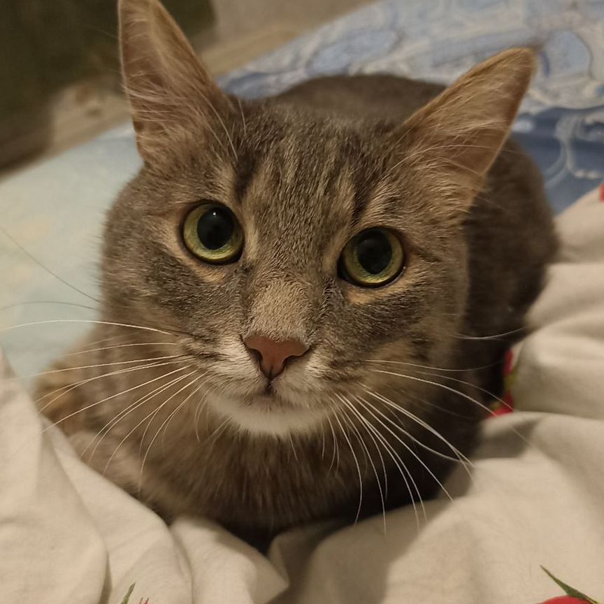 Взрослая, кошка в добрые руки