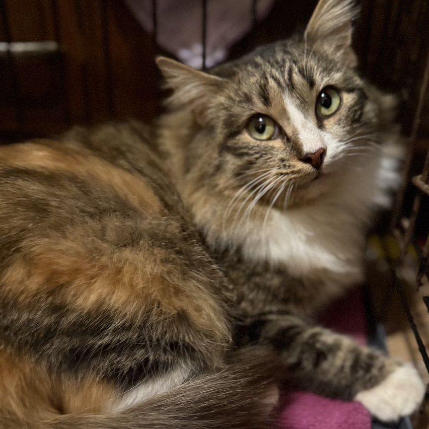 Взрослая кошка в добрые руки