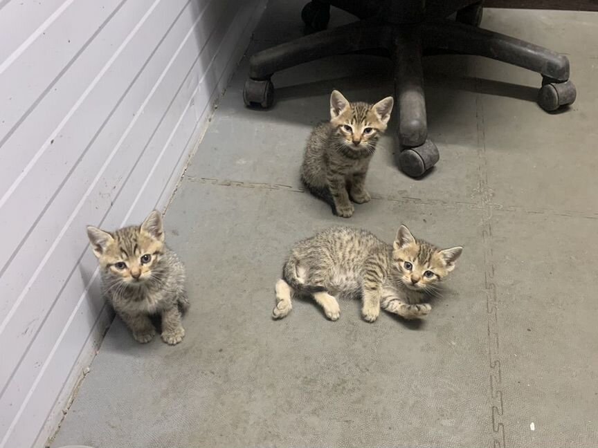 Отдам в добрые руки