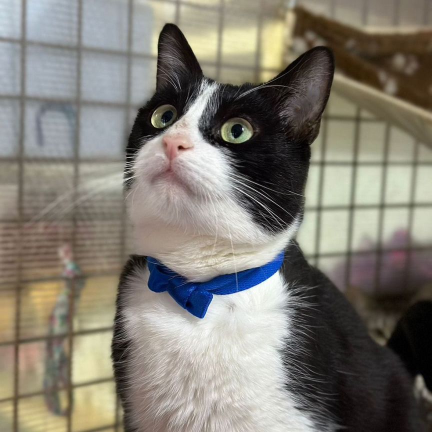 Красивый котик ищет дом