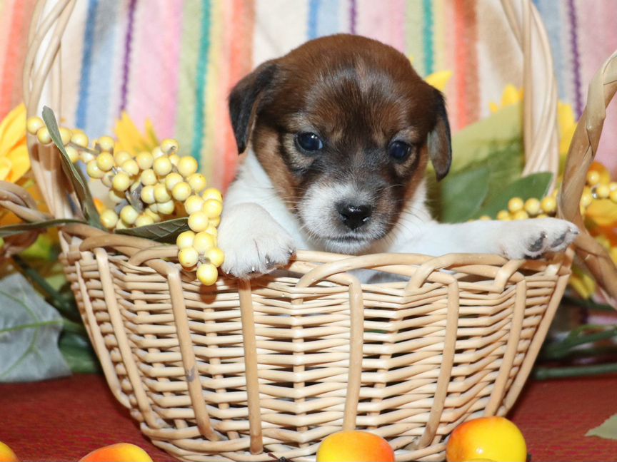 Щенки Джек Рассел терьер