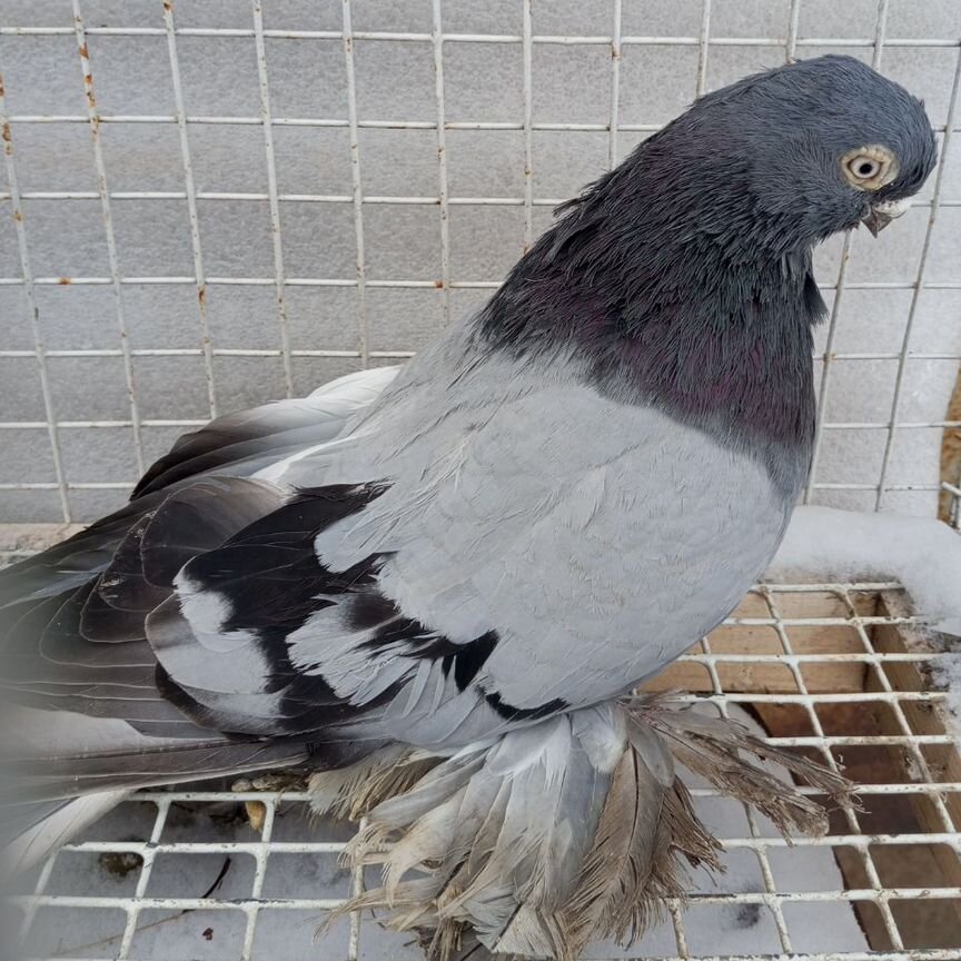 Голубь домашний