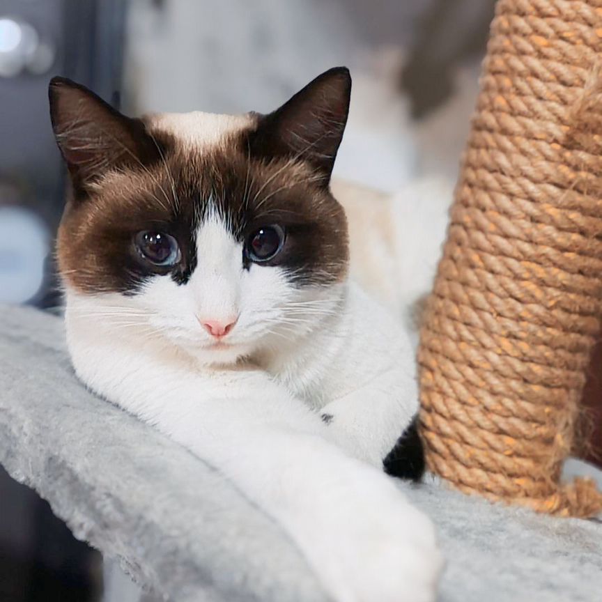 Котята от кошки Сноу-шу бесплатно