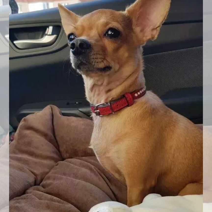 Чихуахуа девочка