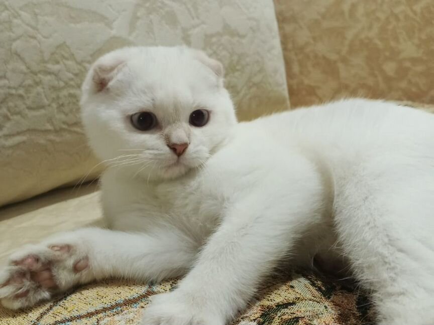Шотландский котик