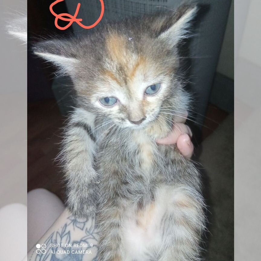 Котёнок в добрые руки