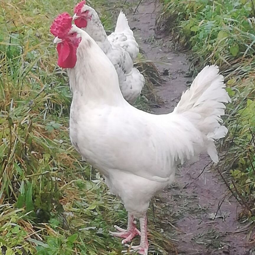 Пушкинский петух