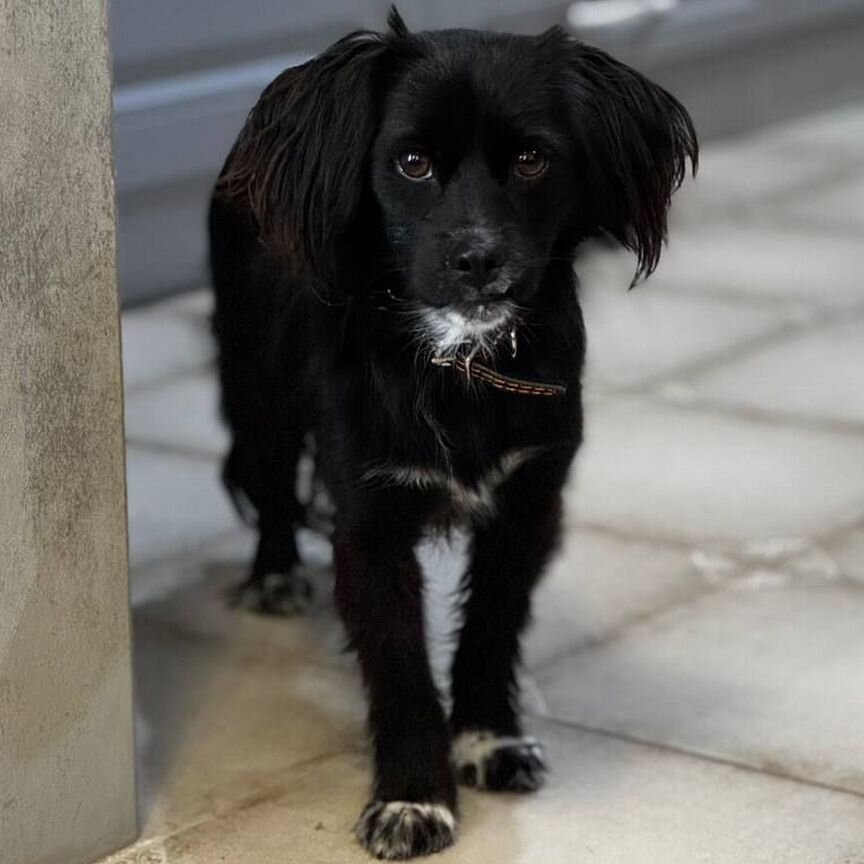 Взрослая собака в добрые руки