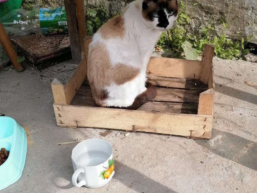 Кошка в дар