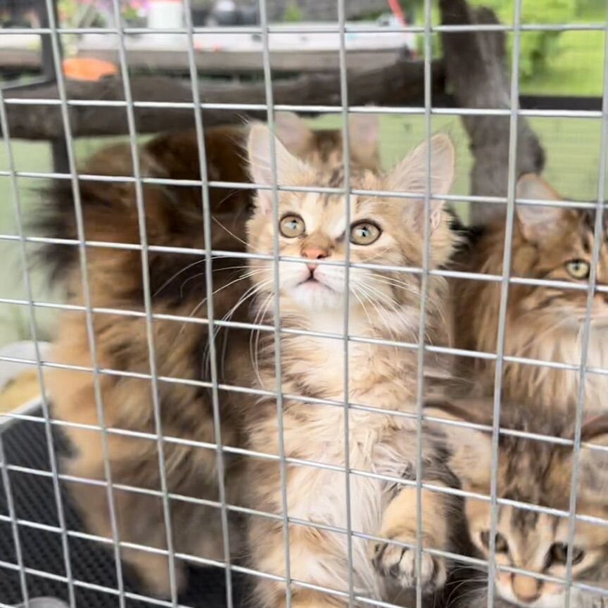 Котенок курильский бобтейл,девочка