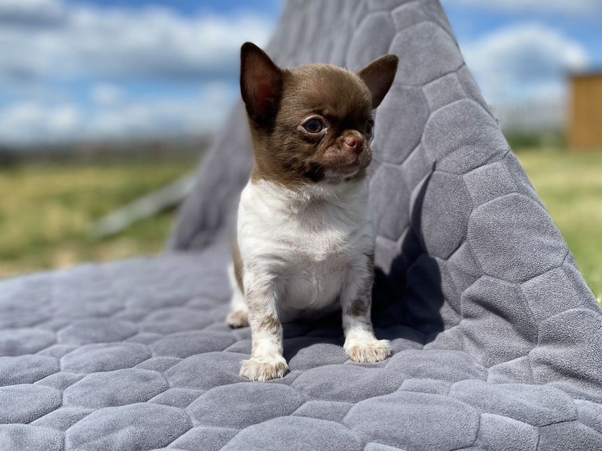 Чихуахуа мини