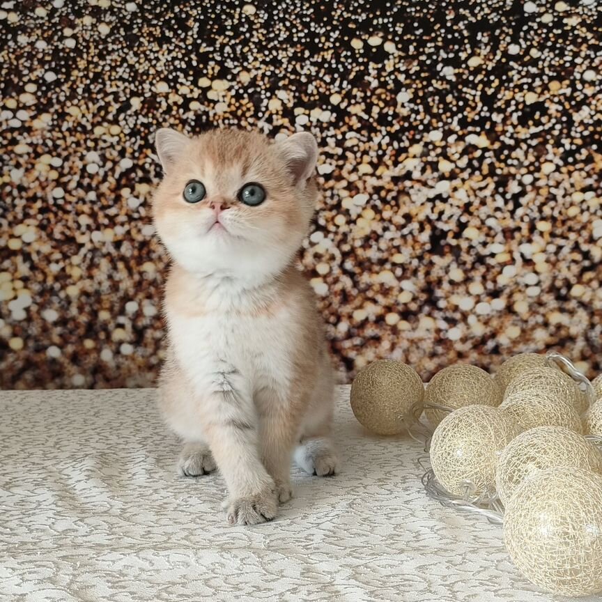 Котята золотая шиншилла