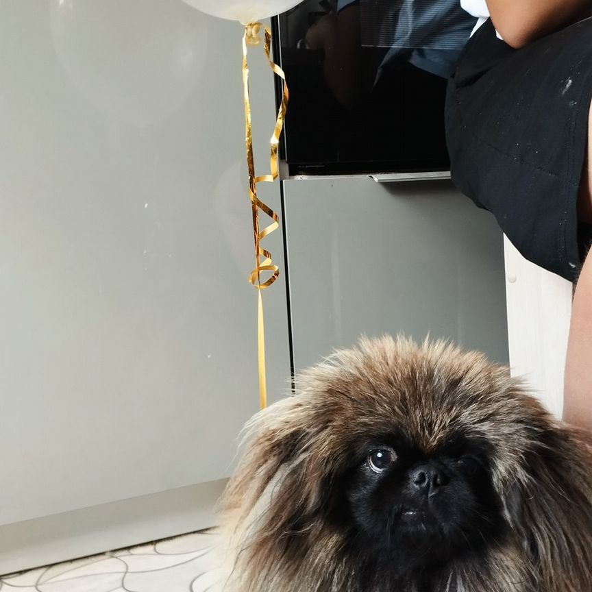 Вязка собак пикинеск