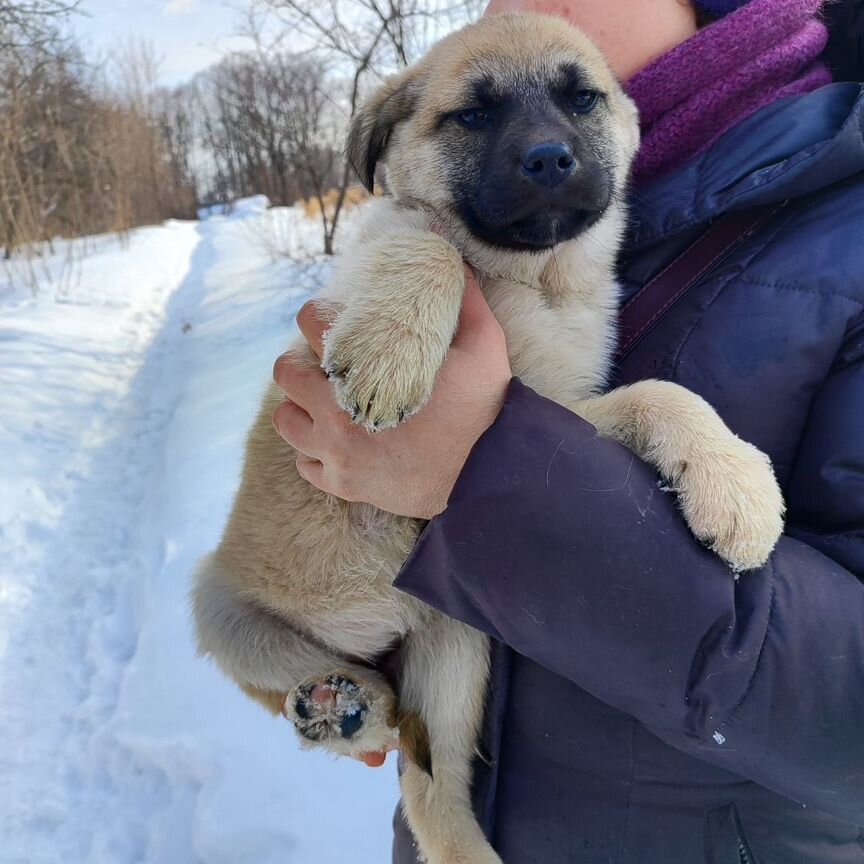 Щенок мальчишка