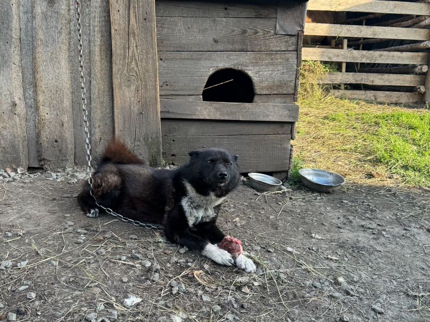 Русско европейская лайка