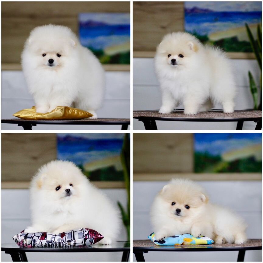 Померанский шпиц щенки девочки