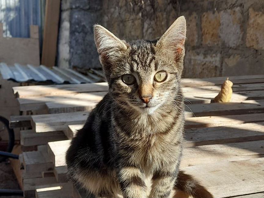 Котята в добрые руки бесплатно
