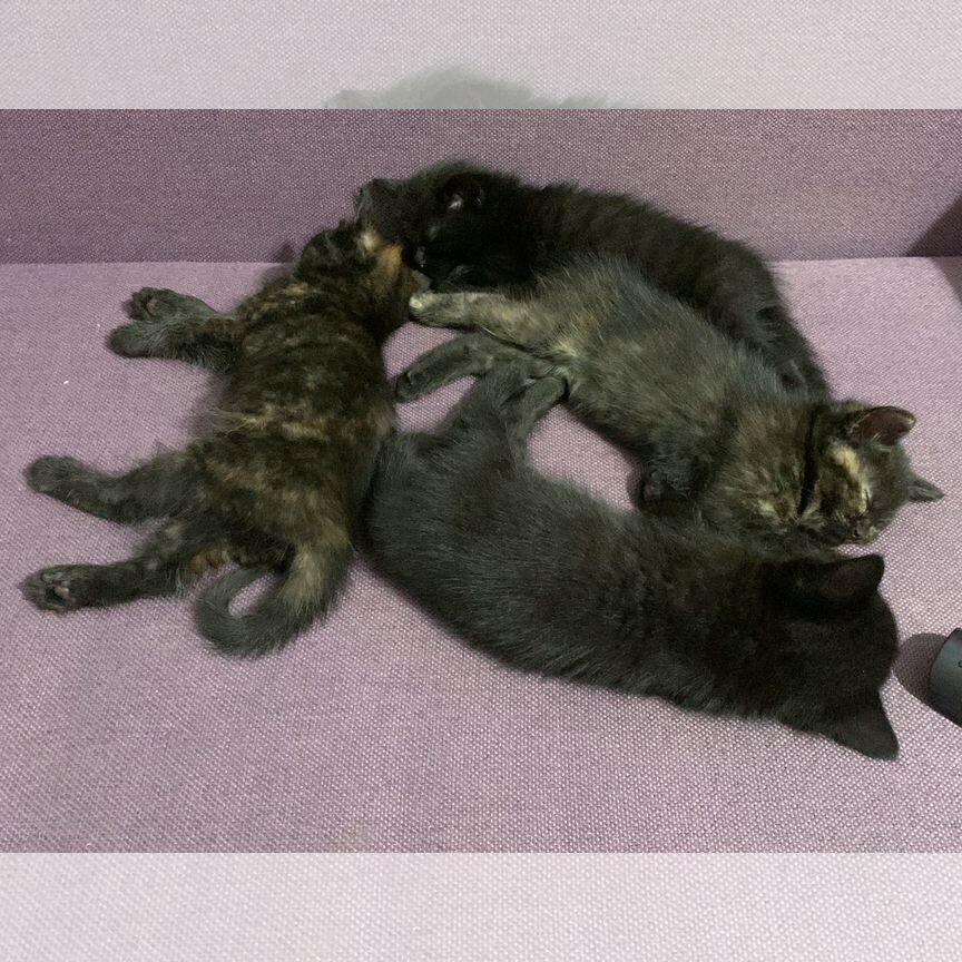 Сибирский котёнок