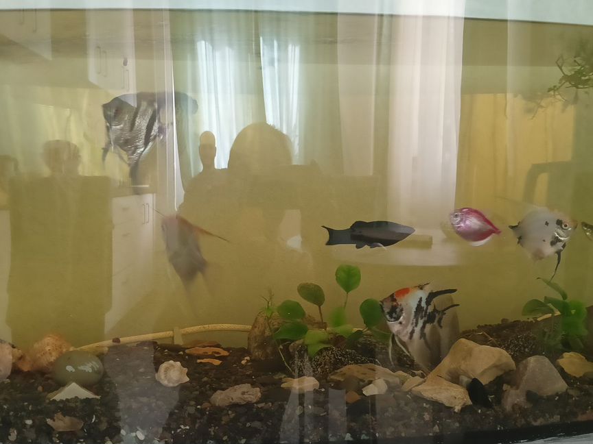 Аквариум с рыбками