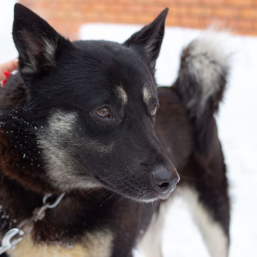 Собака в добрые руки