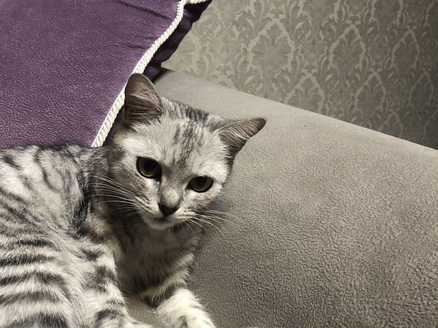 Кошка в человеческие руки