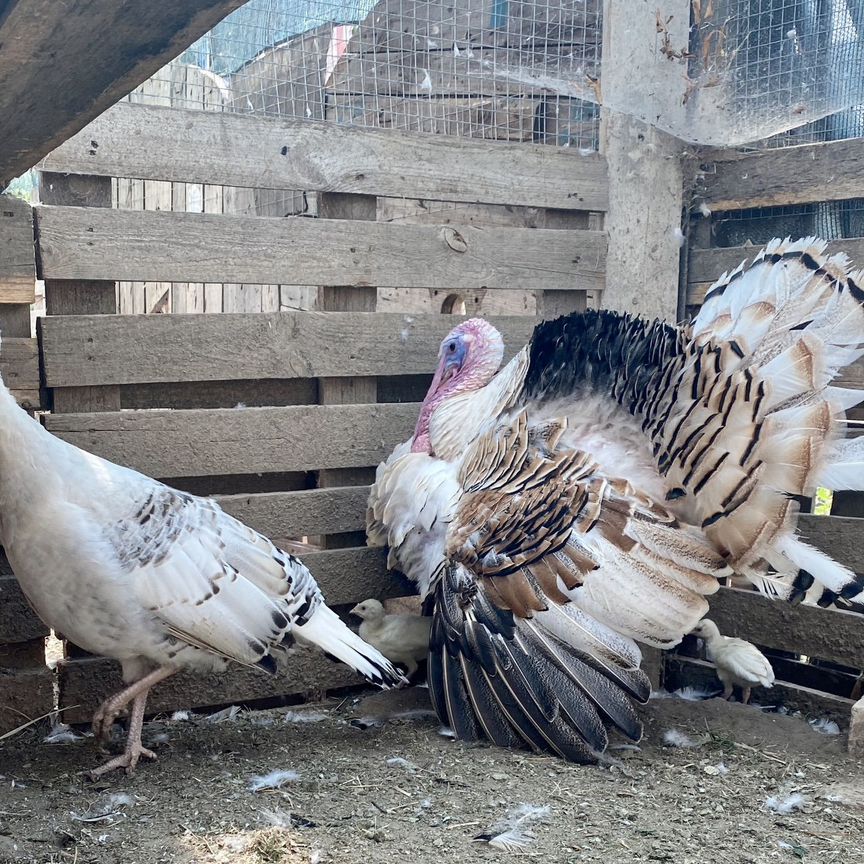 Индюки домашние семья