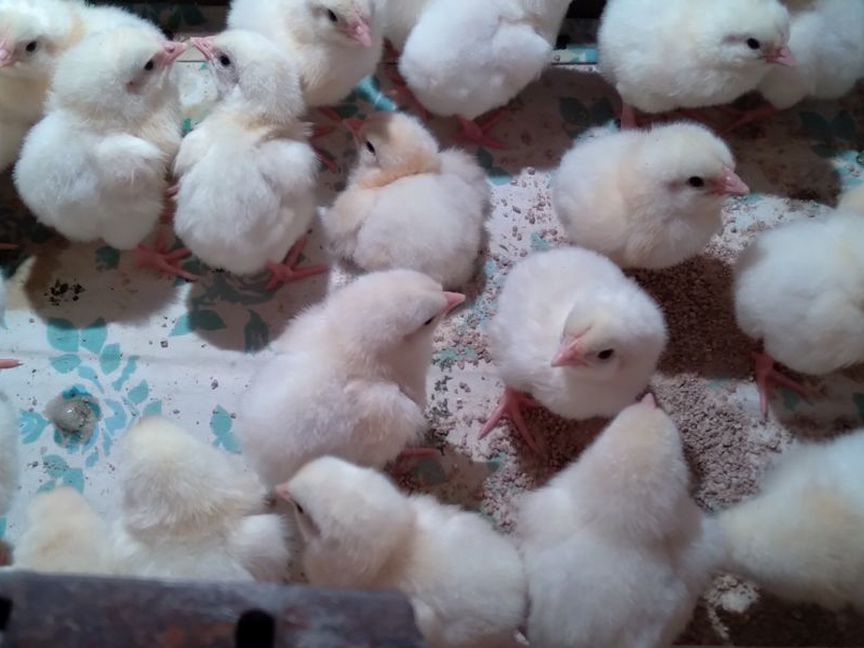 Цыплята бройлеры