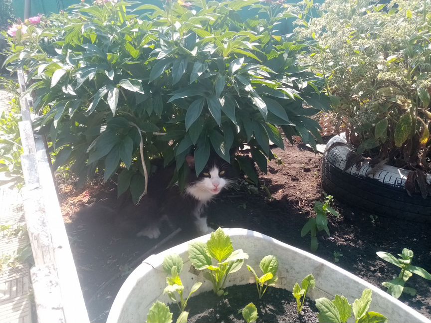 Кот в добрые руки