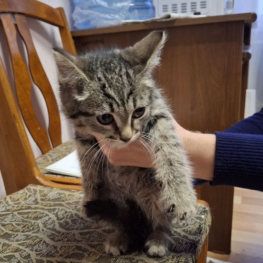 Котёнок в добрые руки