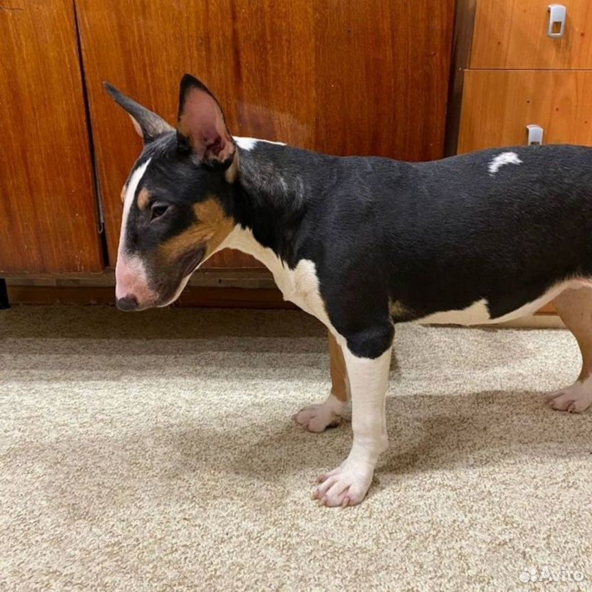 Булечки красотулечки