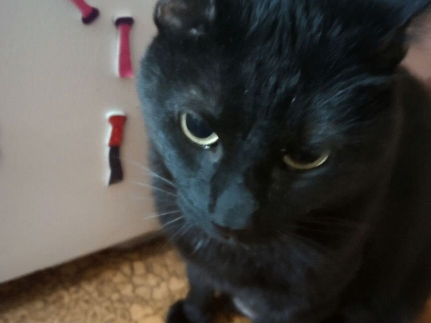 Отдам кота в добрые руки