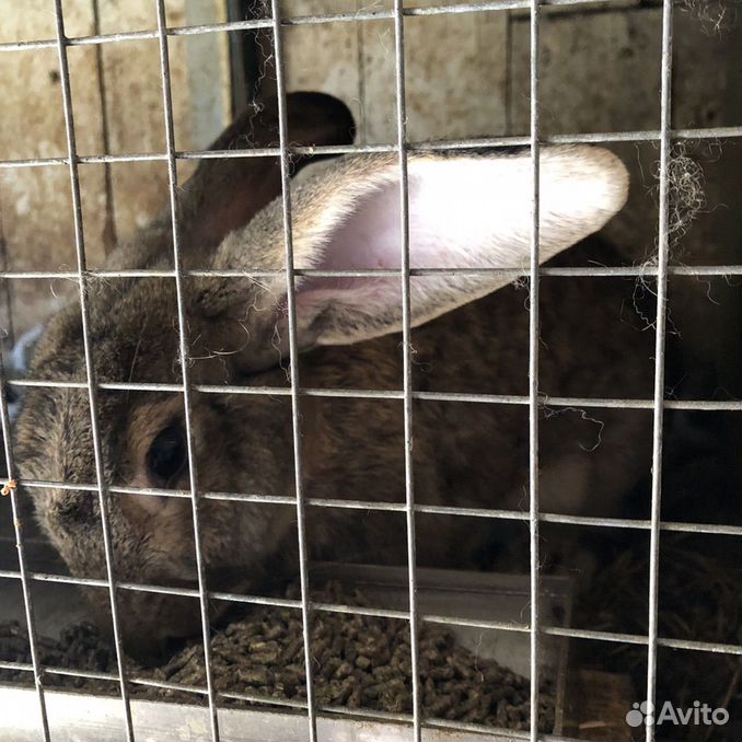 Крольчиха серая,мясная