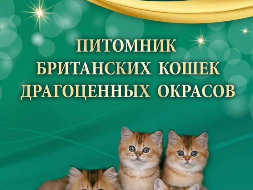 Британская котята