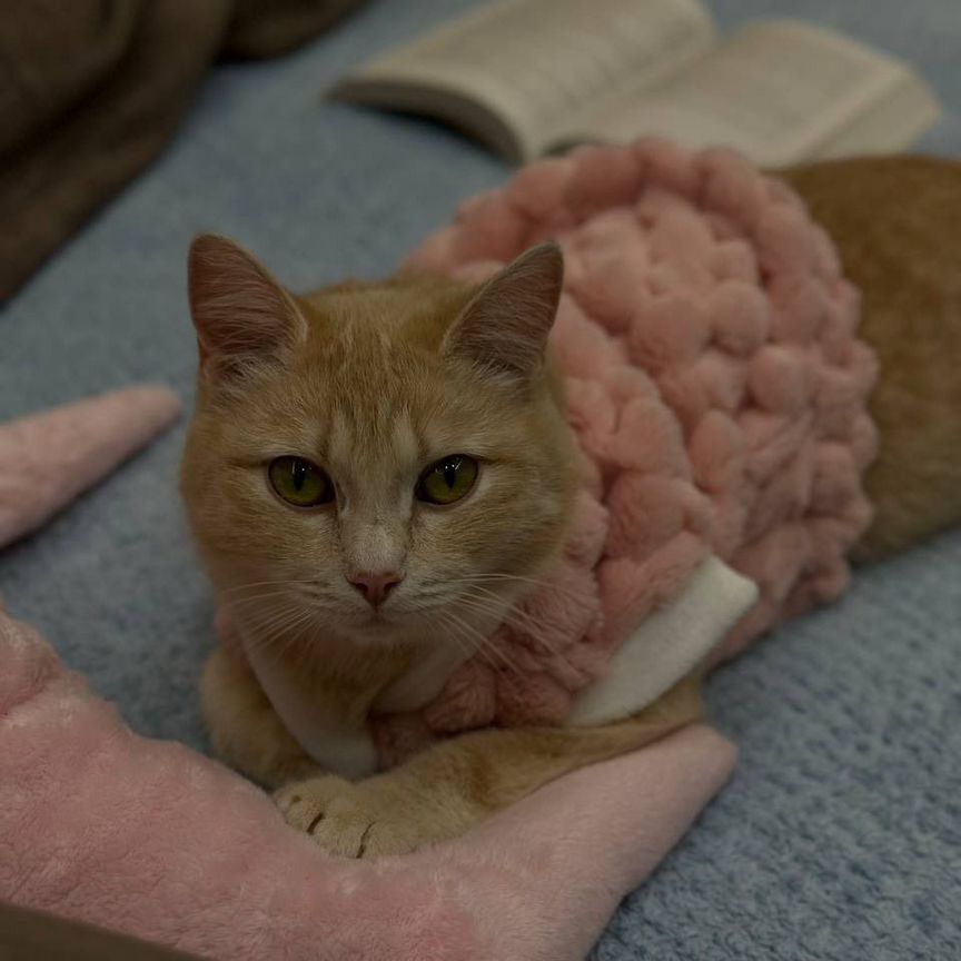 Отдам кошку в добрые руки бесплатно