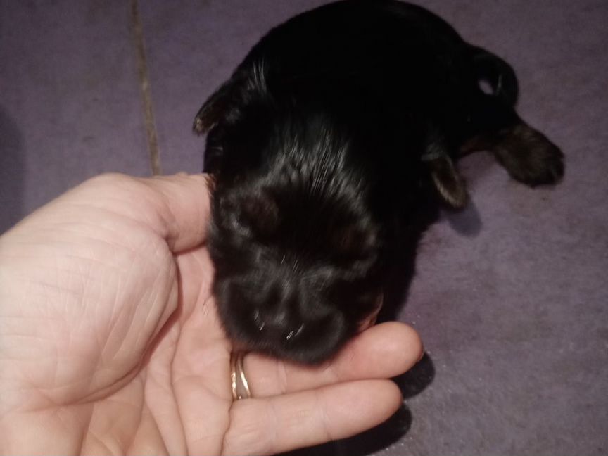 Собака маленькая порода