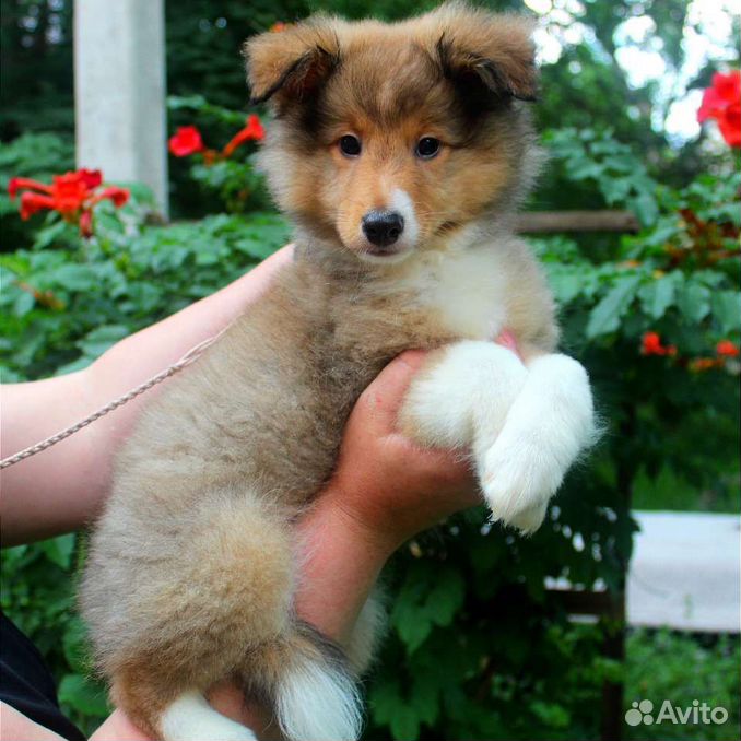 Щеночки породы Шелти