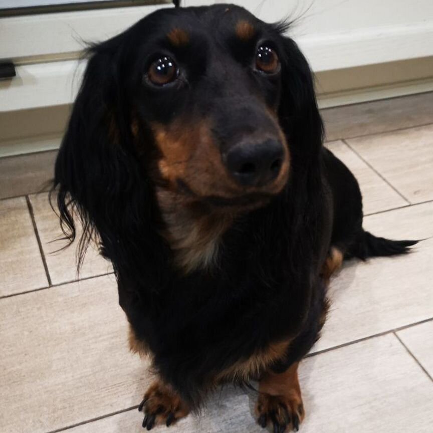 Длинношерстная такса