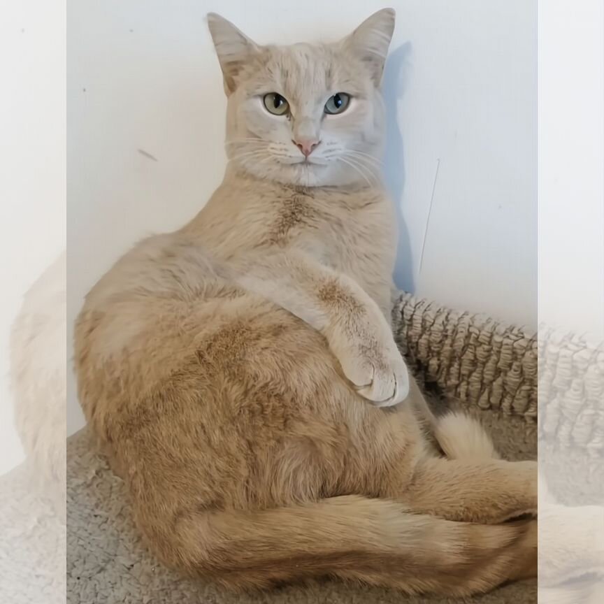 Взрослая, кошка в добрые руки