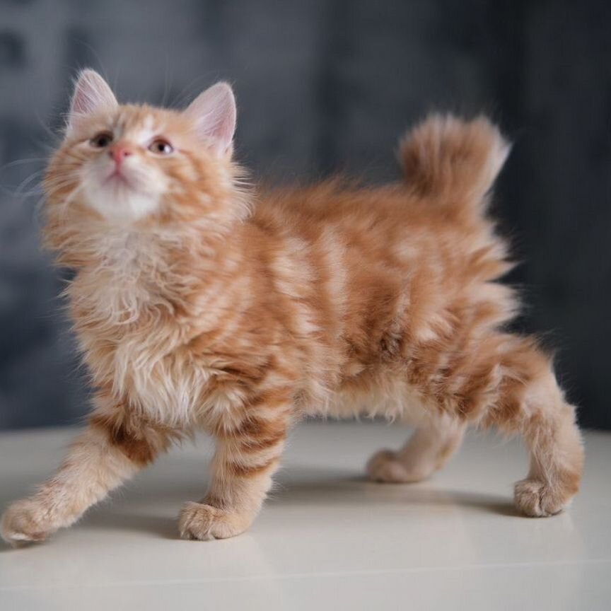 Курильский бобтейл котята