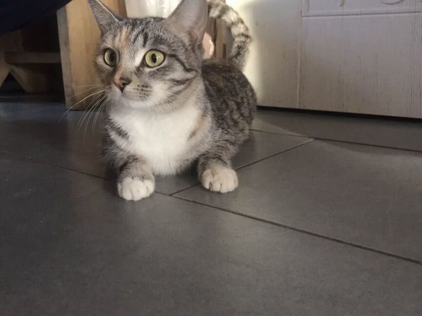 Отдам в добрые руки котят