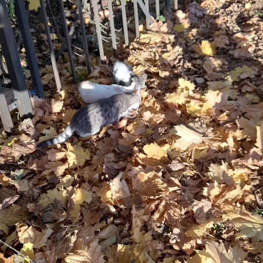 Котята в добрые руки