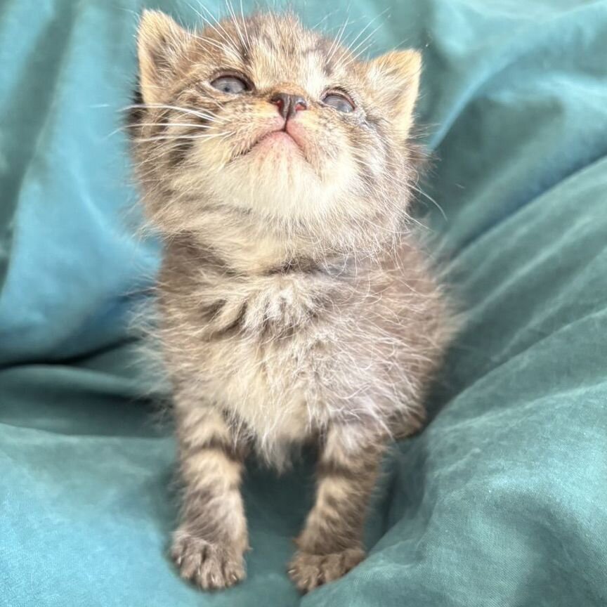 Котенок в дар